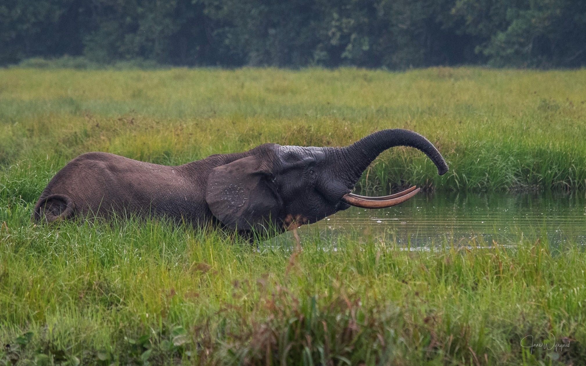 African elephant population face alarming decline, new study shows - CGTN Africa