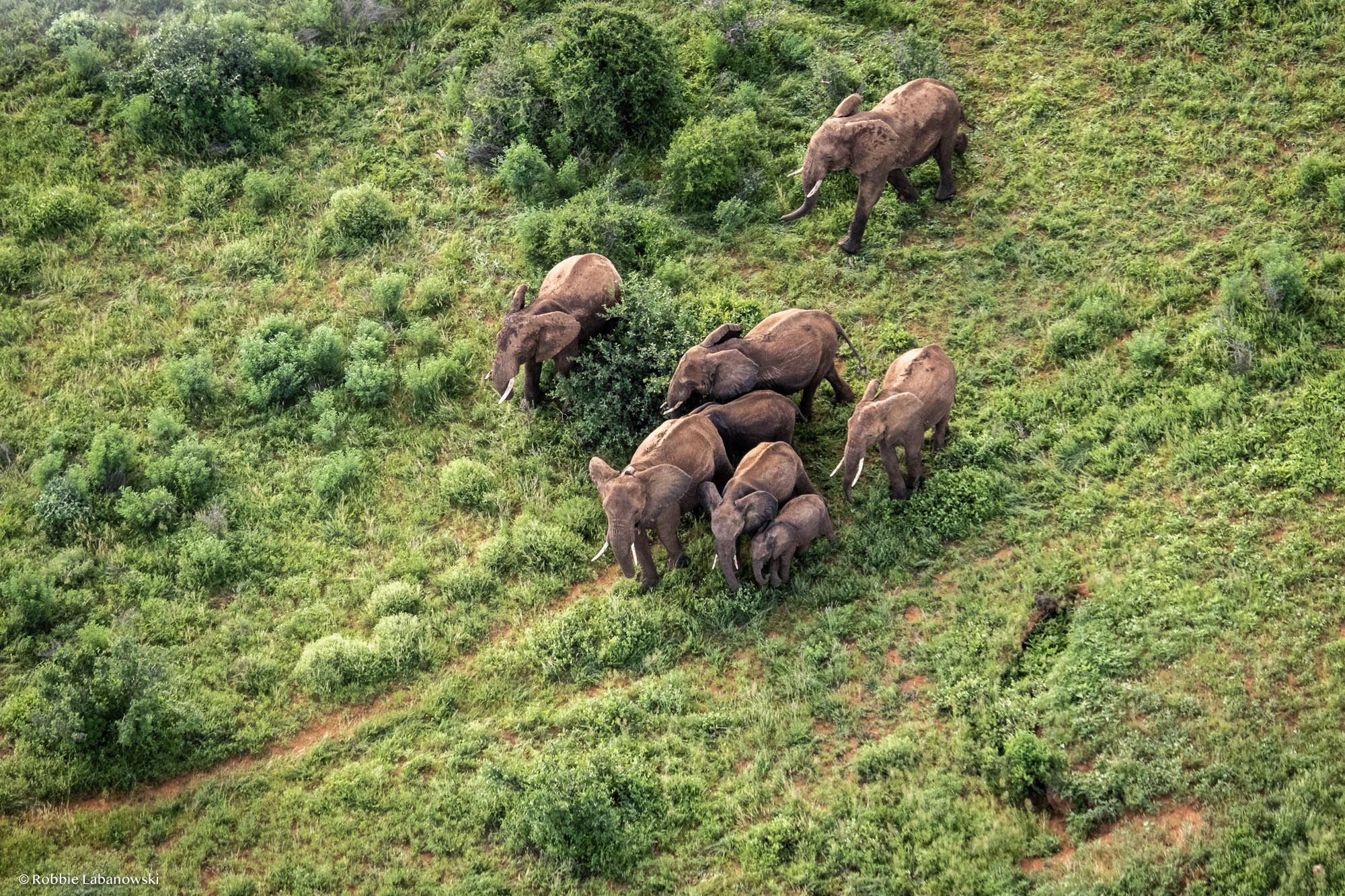 African elephant population face alarming decline, new study shows - CGTN Africa