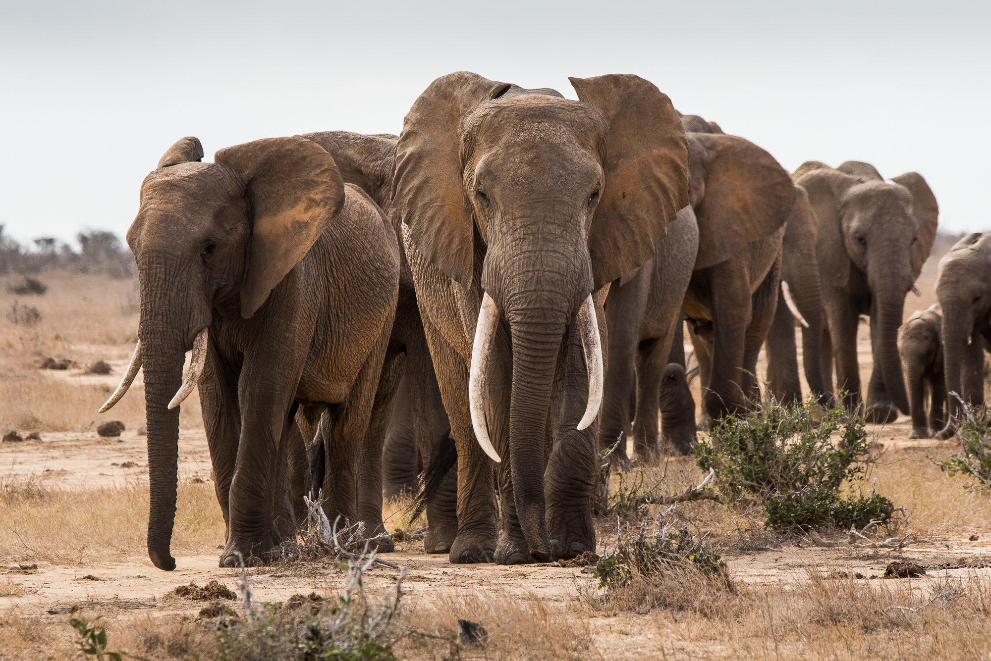 African elephant population face alarming decline, new study shows ...